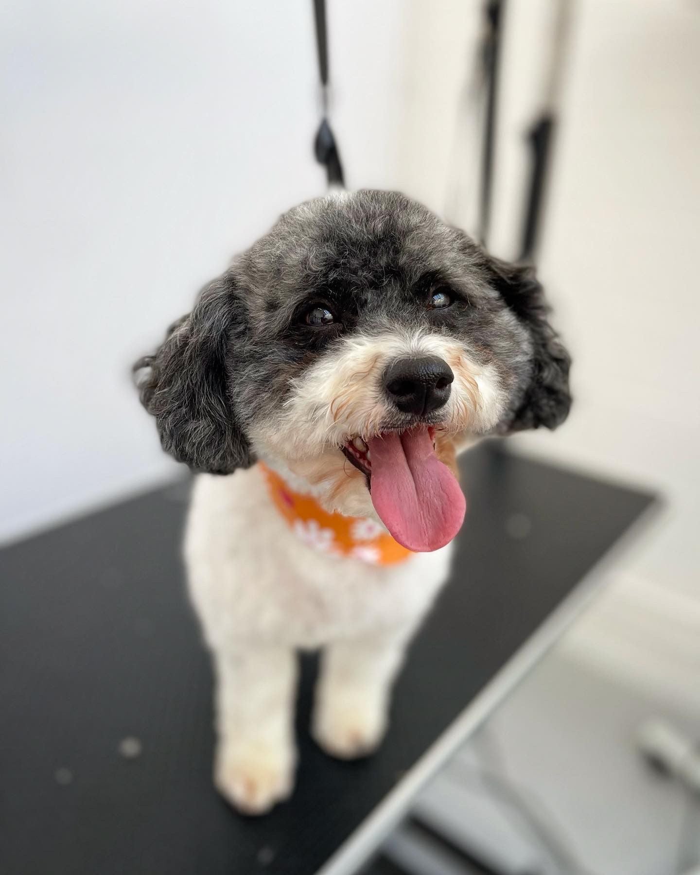 Local dog grooming store